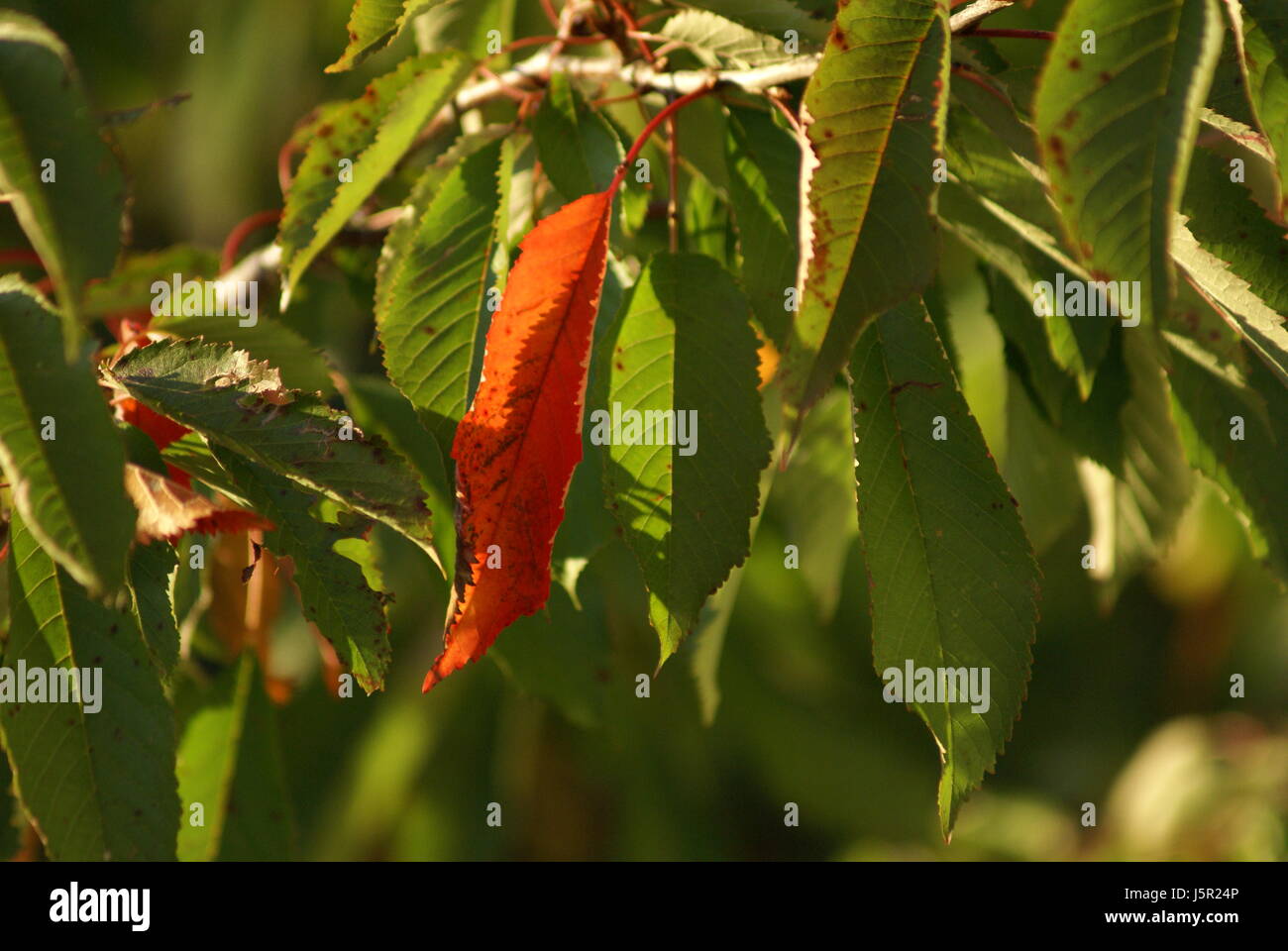 leaf tree trees branches autumnal atmosphere red shine shines bright lucent Stock Photo - Alamy