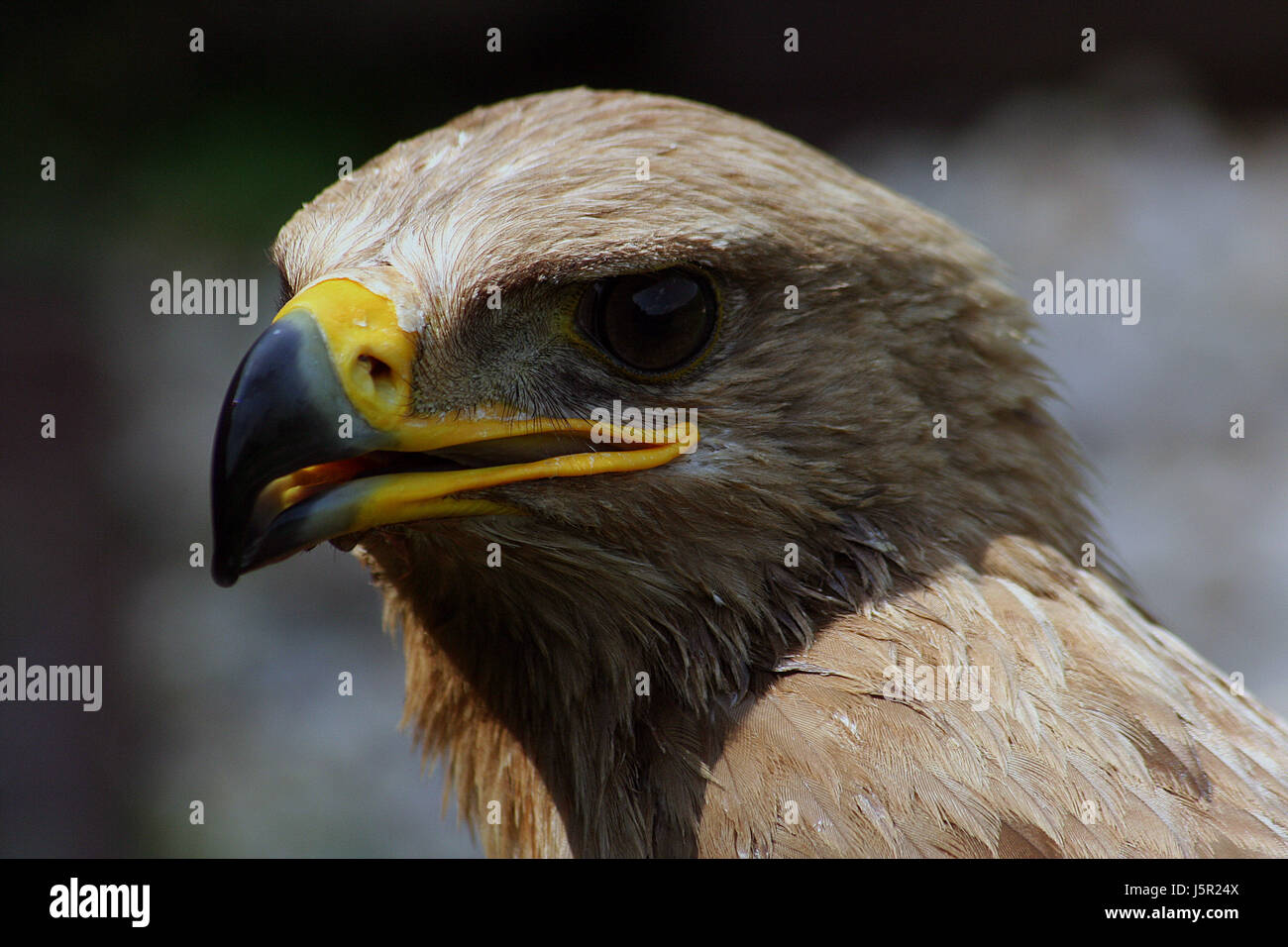 animal bird portrait birds animal portrait birds of prey raptor ...