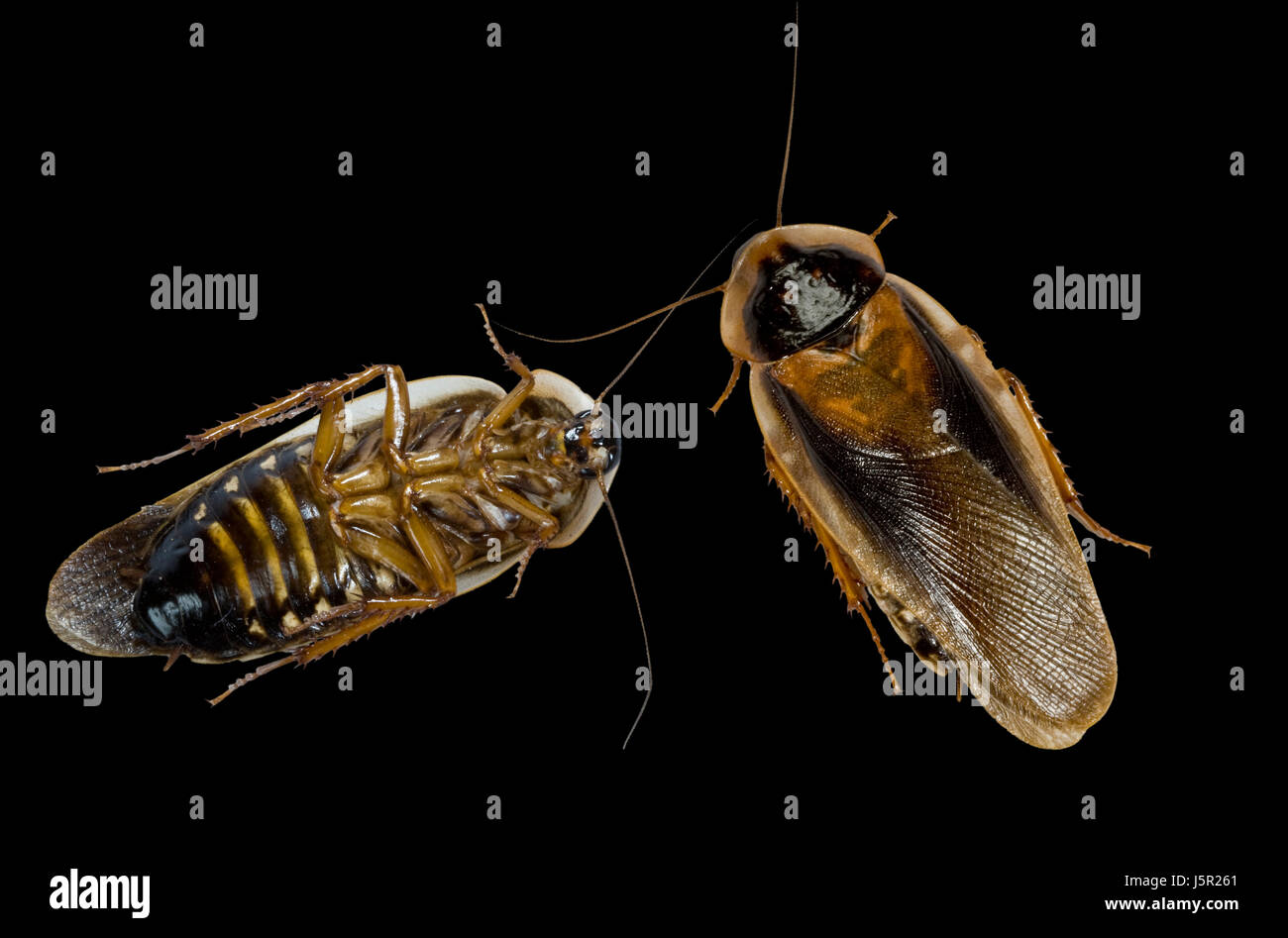 legs optional insect wing argentina disgusting belly tummy back antenna ...