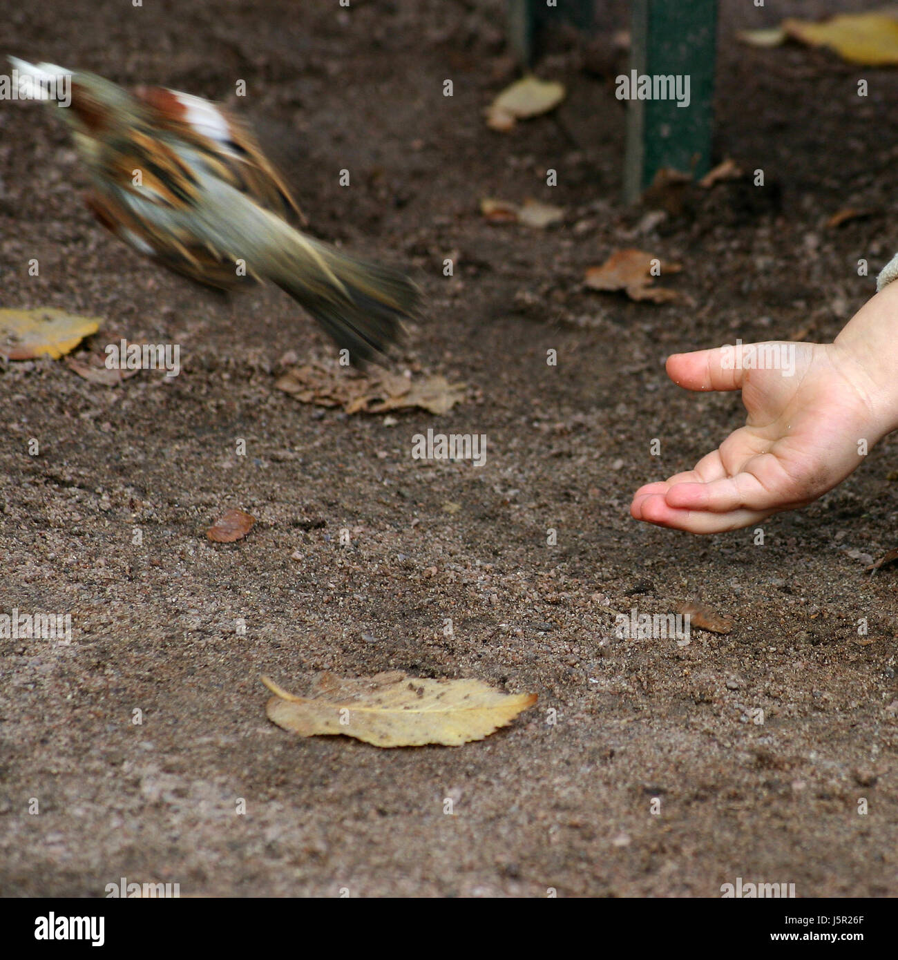 Lucky bird hi-res stock photography and images - Alamy