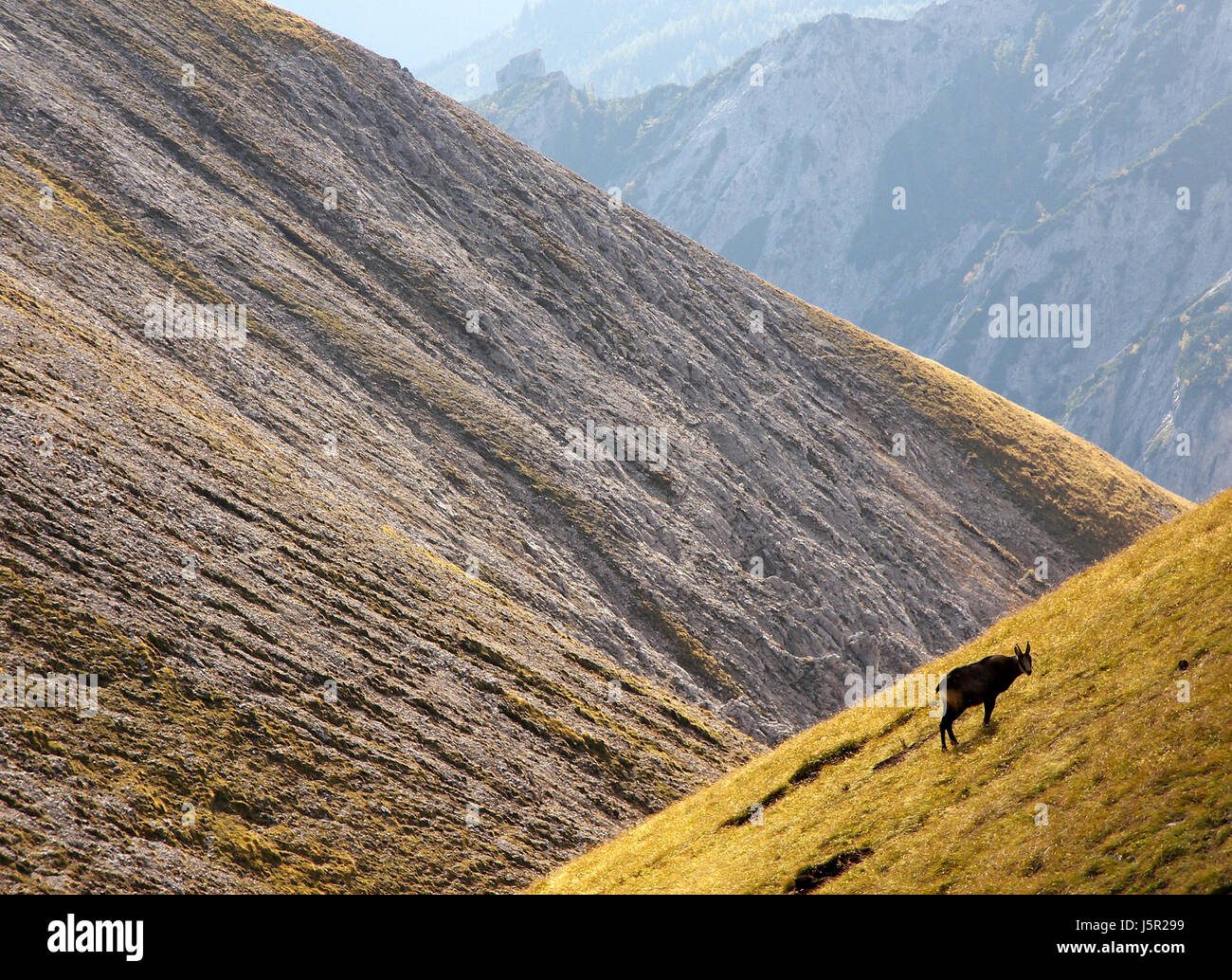 Animals flank hi-res stock photography and images - Alamy