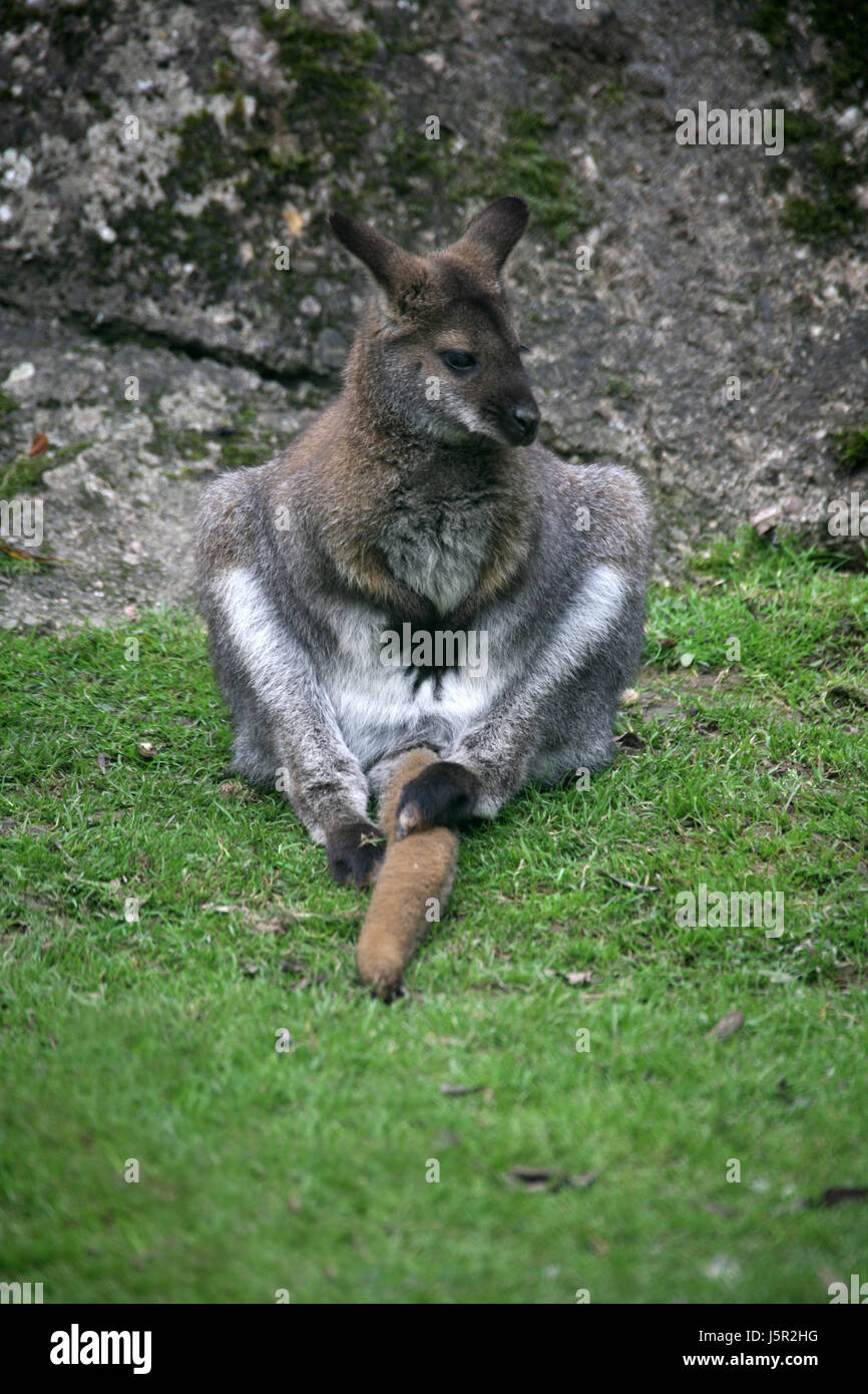 portrait australia tired kangaroo facilitate ease resting relax recover ...