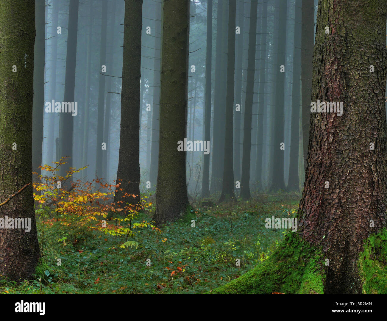 fog autumnal october november rain weather forest rain raining fall ...
