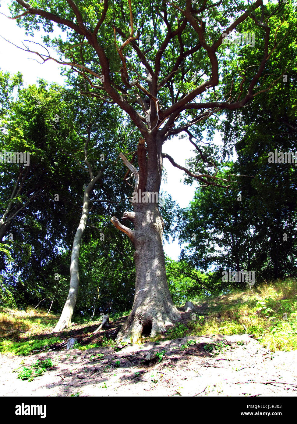 death tree trees mountains plant green wood deciduous tree woods growth ...
