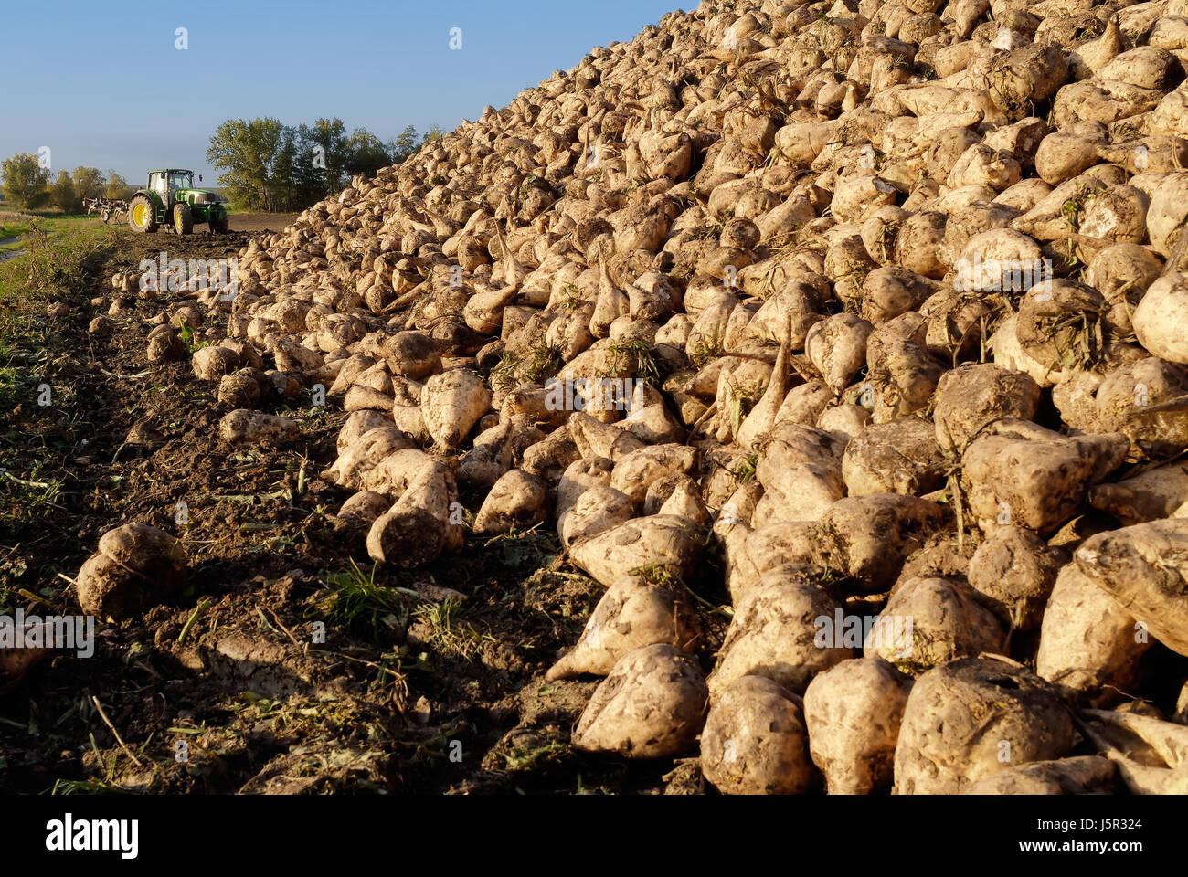 agriculture farming field sugar raw material tractor cultigen sugar ...