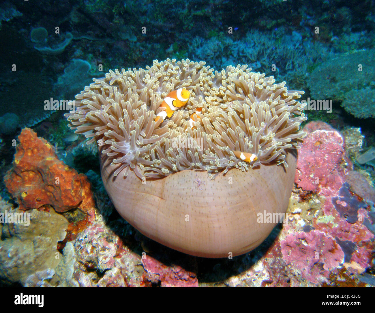 Asia and africa hi-res stock photography and images - Alamy