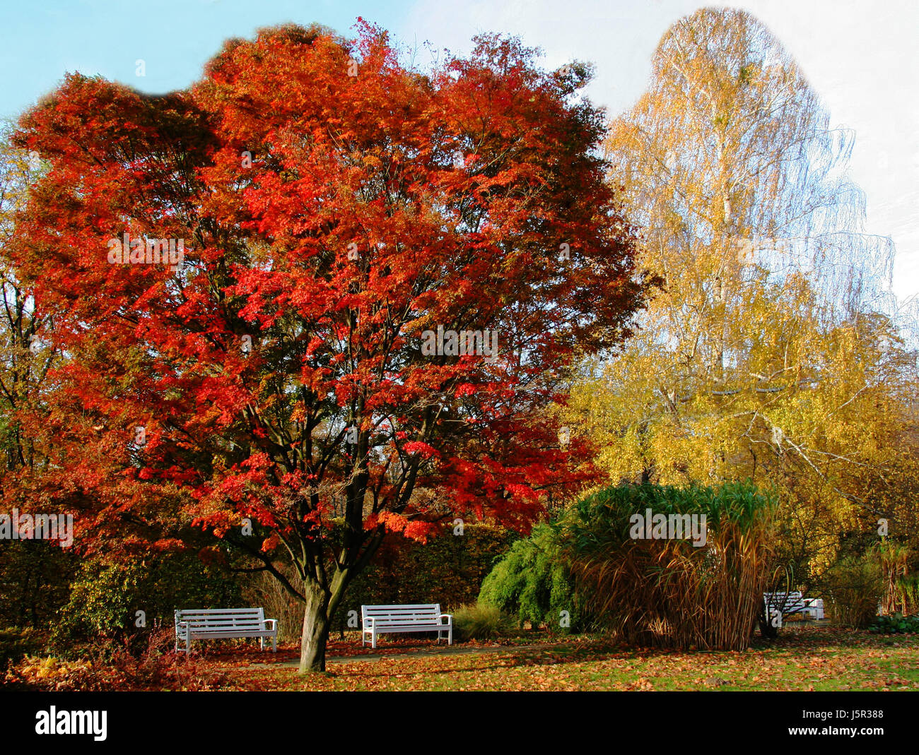 tree trees park plant leaves coloured colourful gorgeous multifarious ...