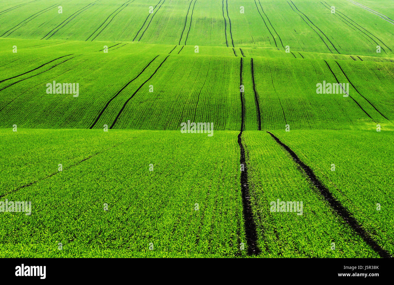 fodder hill plant green agriculture farming field waves sense fields ...