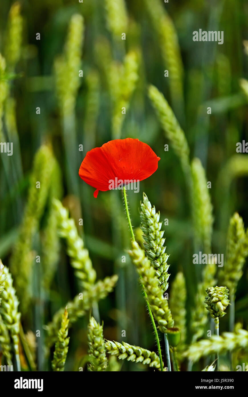 big large enormous extreme powerful imposing immense relevant bloom ...