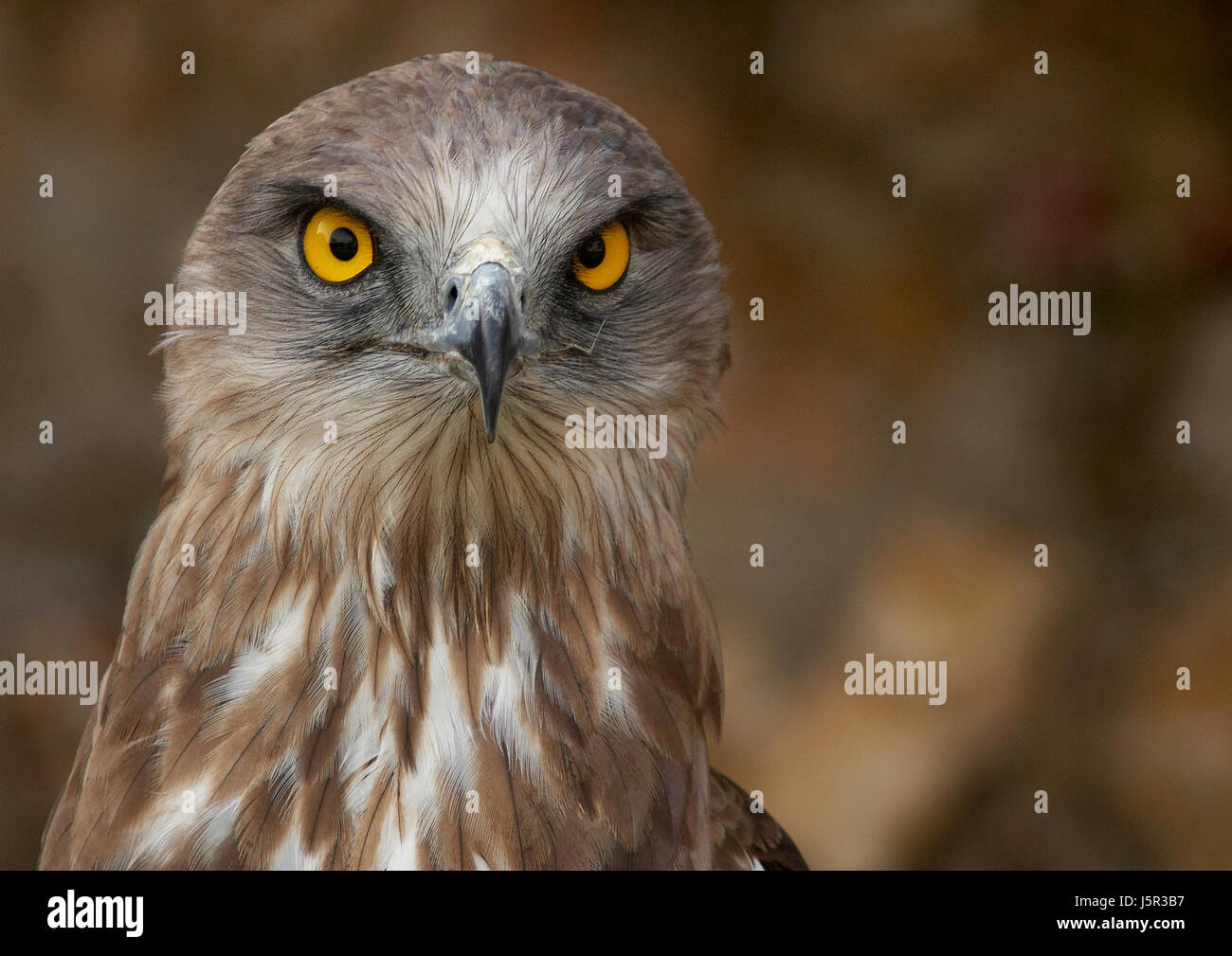 hunter eyes raptor look glancing see view looking peeking looking at ...