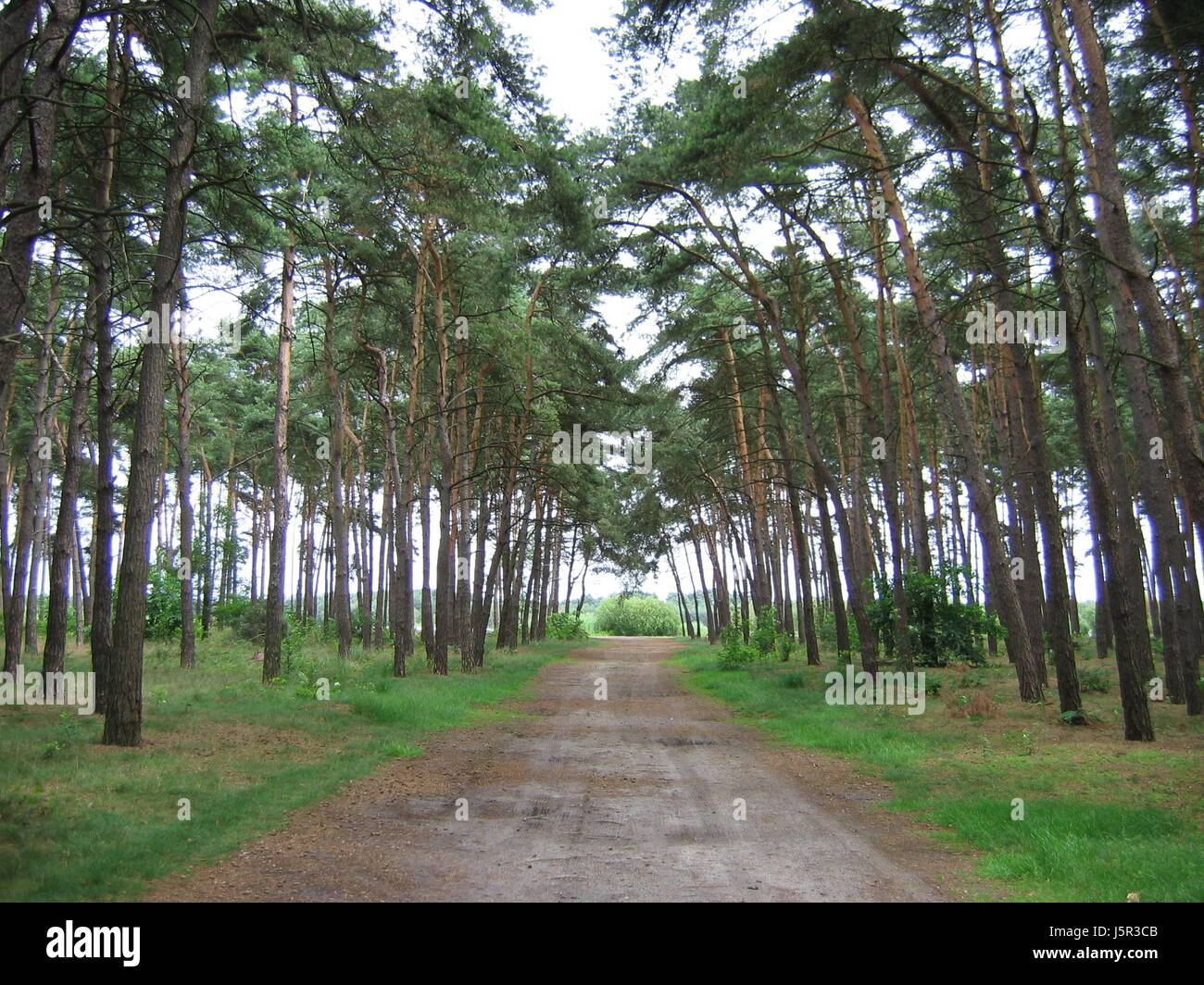 forest road with bush end Stock Photo - Alamy