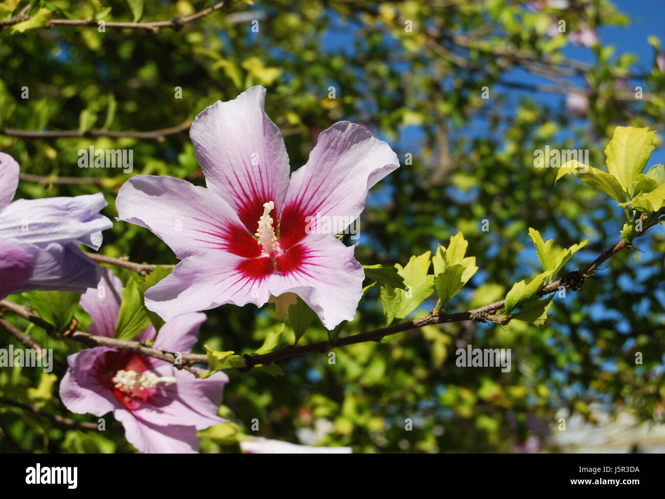 Sharonrose hi-res stock photography and images - Alamy