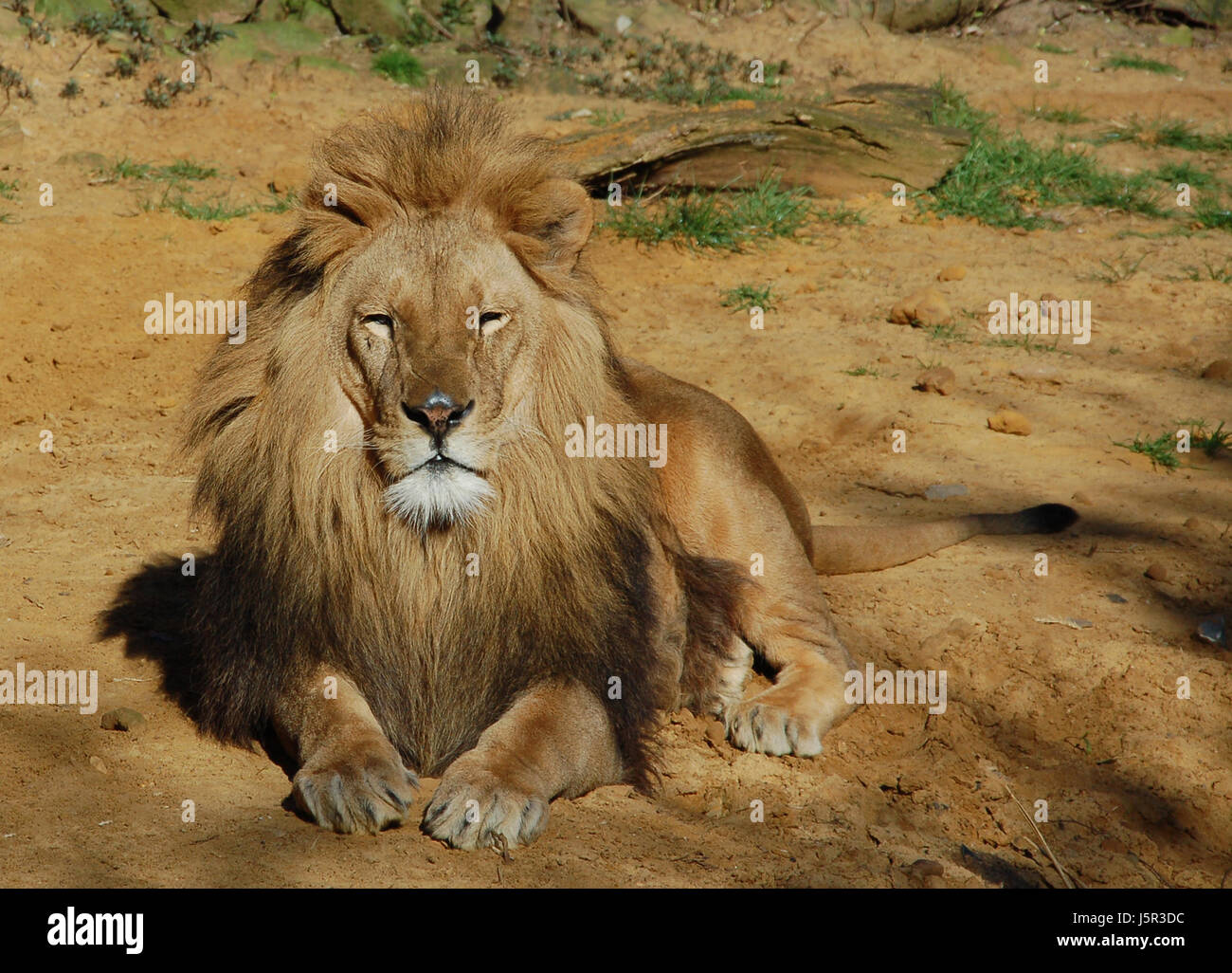 mammal fauna wild lion cat big cat feline predator hunter suns zoo lie ...