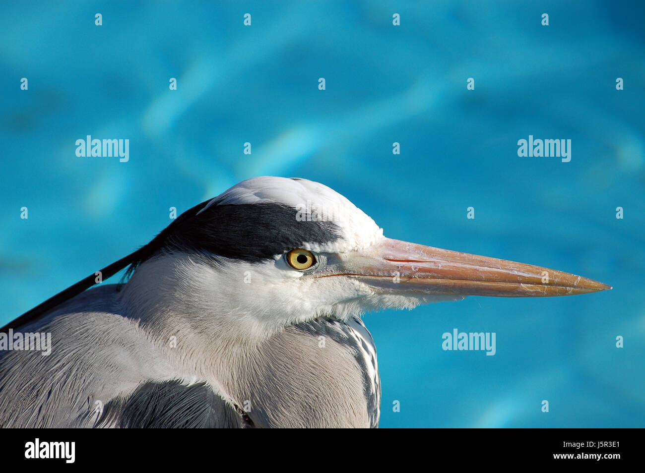 profile blue mammal bird fauna eye organ birds lateral feathers beak ...