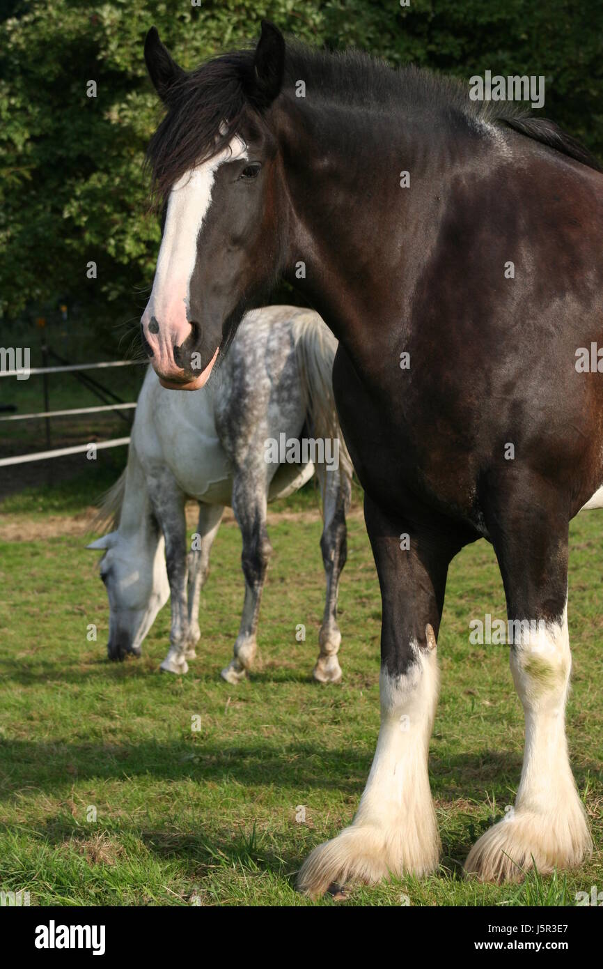 big large enormous extreme powerful imposing immense relevant bucolic ...