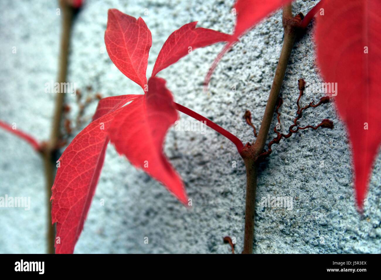 leaf plant leaves rise climb climbing ascend uphill tread clamber ...