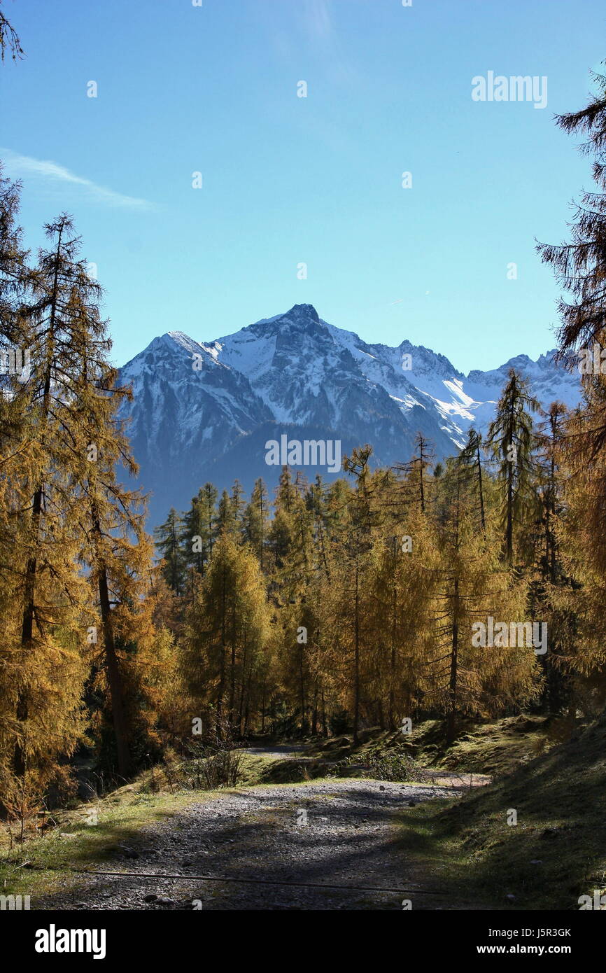 shine shines bright lucent light serene luminous tree trees brown ...