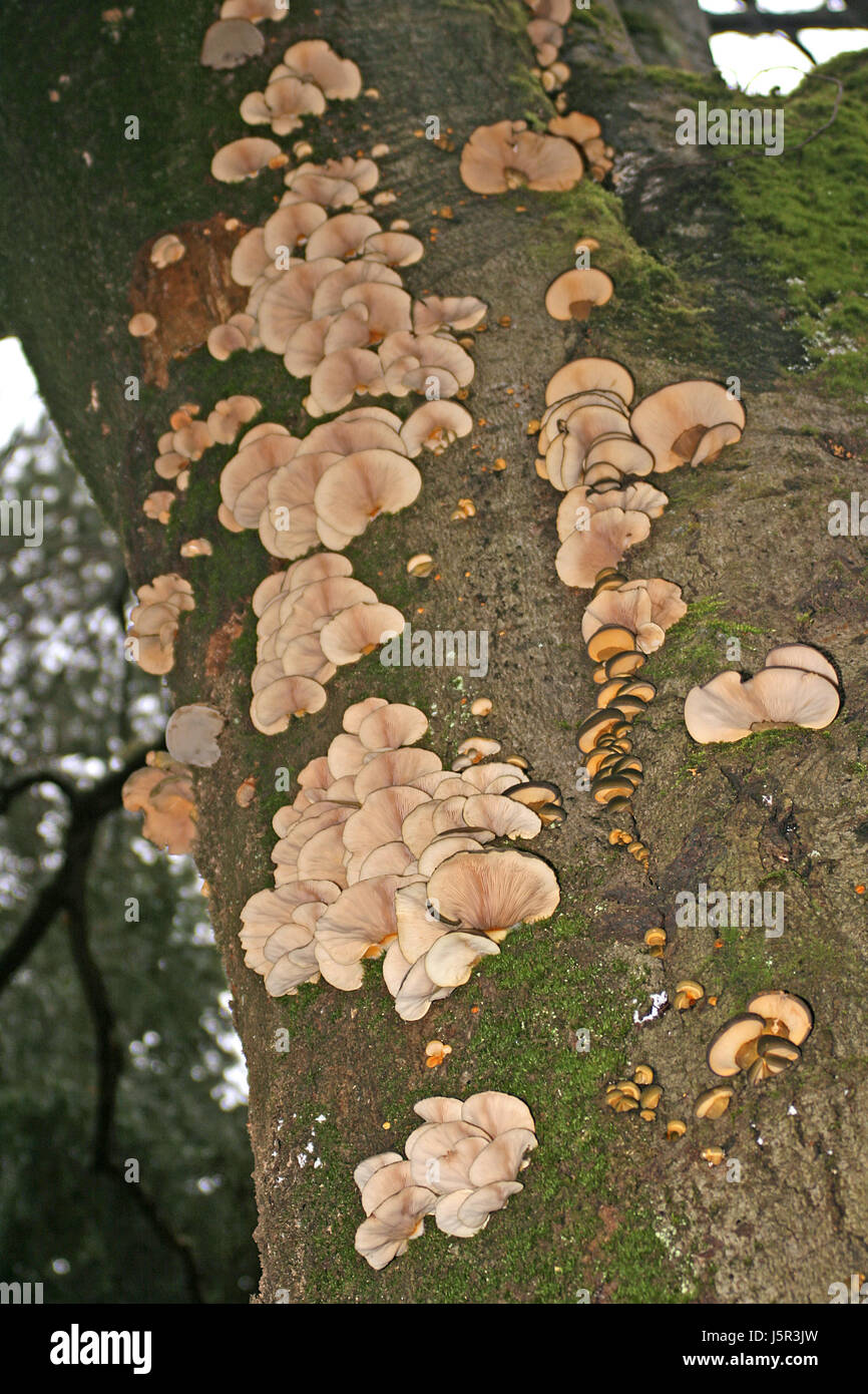 tree trunk deciduous tree mushrooms mushroom fungus beech sponge ...