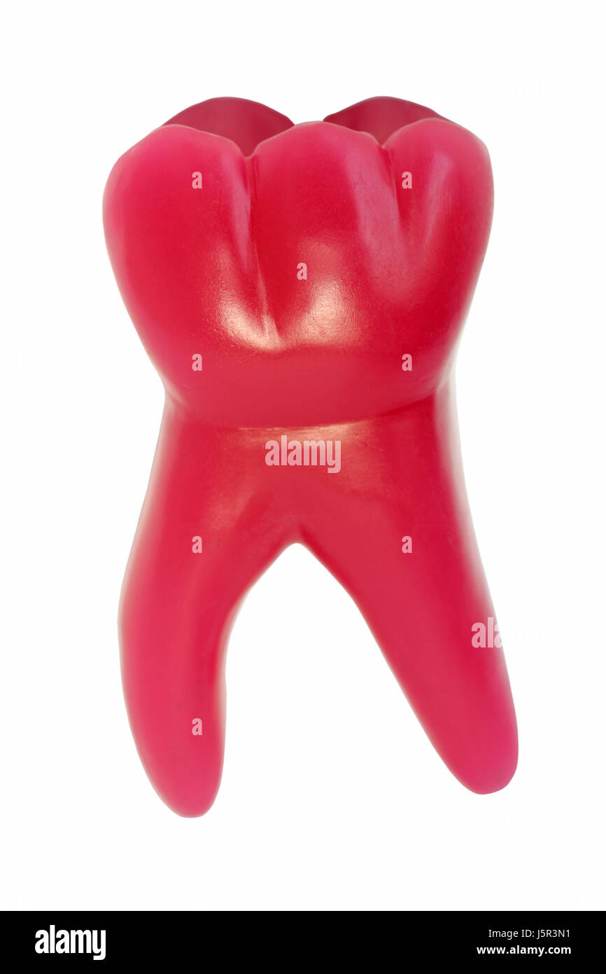 optional teeth root tooth artificial wax anatomy photo model model red ...