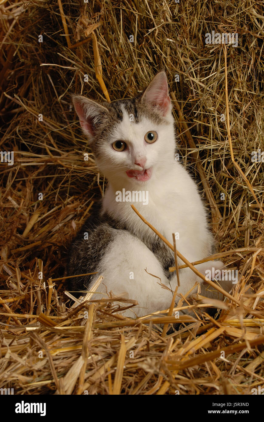 animal pet playful animals pets look glancing see view looking peeking ...