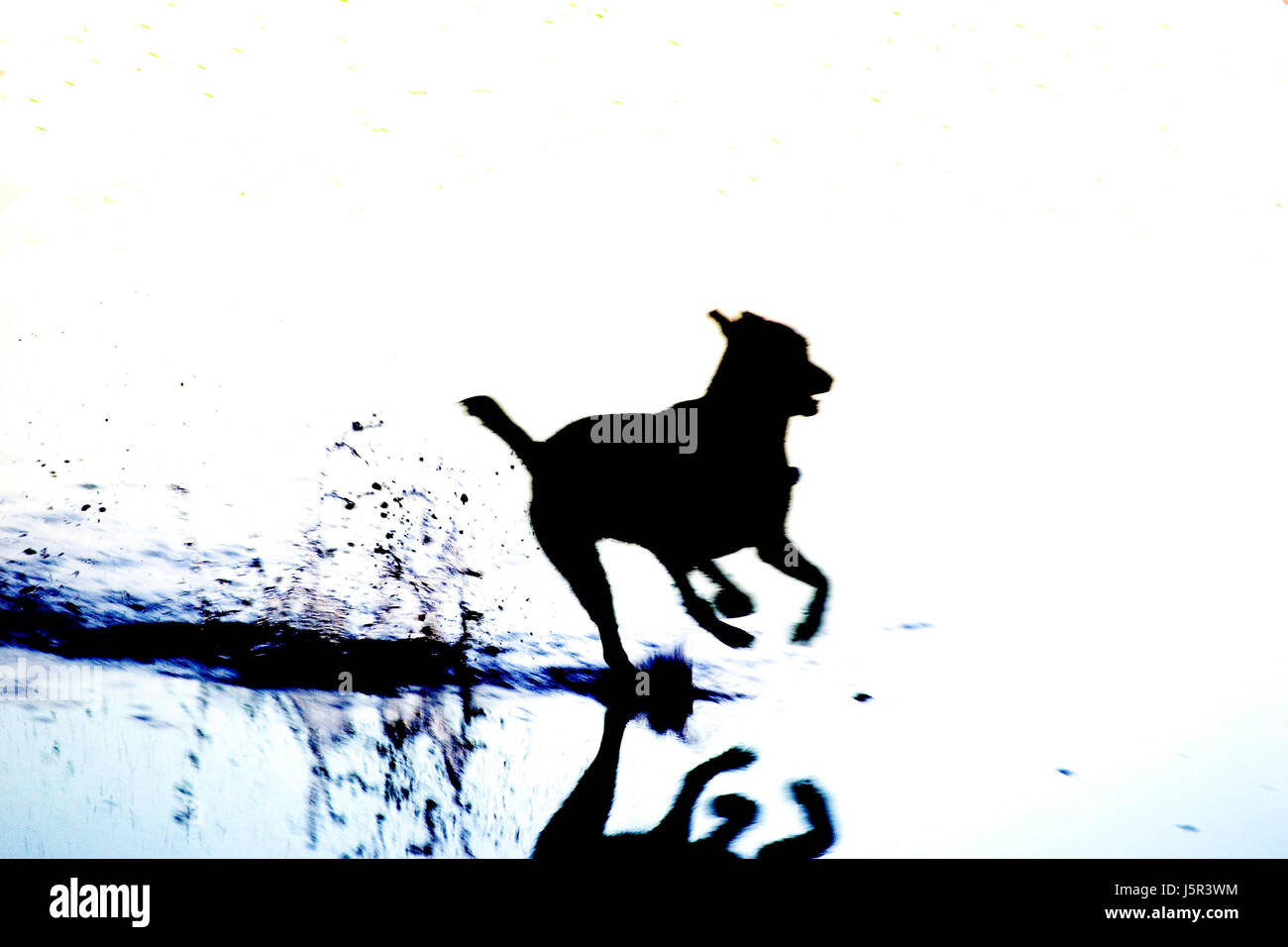 motion postponement moving movement animal dynamics dynamism dog ...