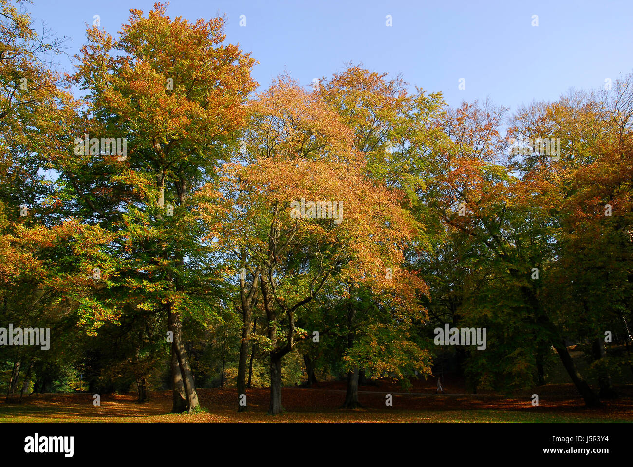 Fall in munich hi-res stock photography and images - Alamy