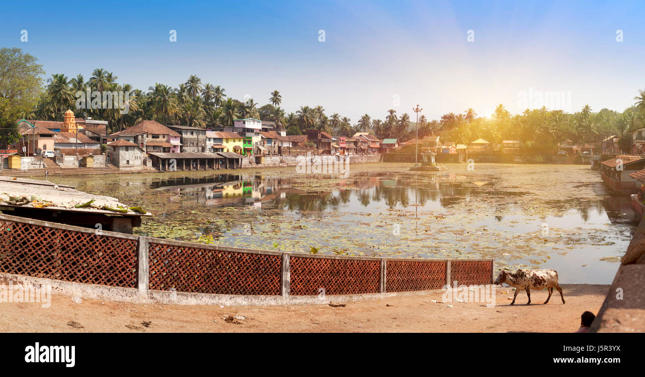 India. Goa. A sacred reservoir in the village and a cow Stock Photo - Alamy
