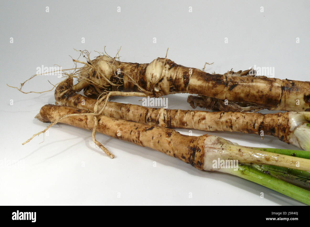 blank european caucasian root smell charming horseradish blank european ...