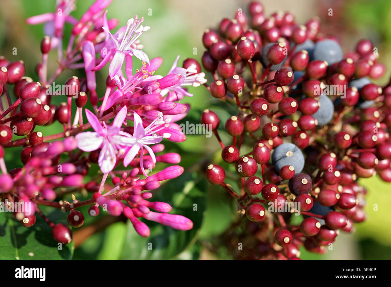 shine shines bright lucent light serene luminous garden flower plant ...