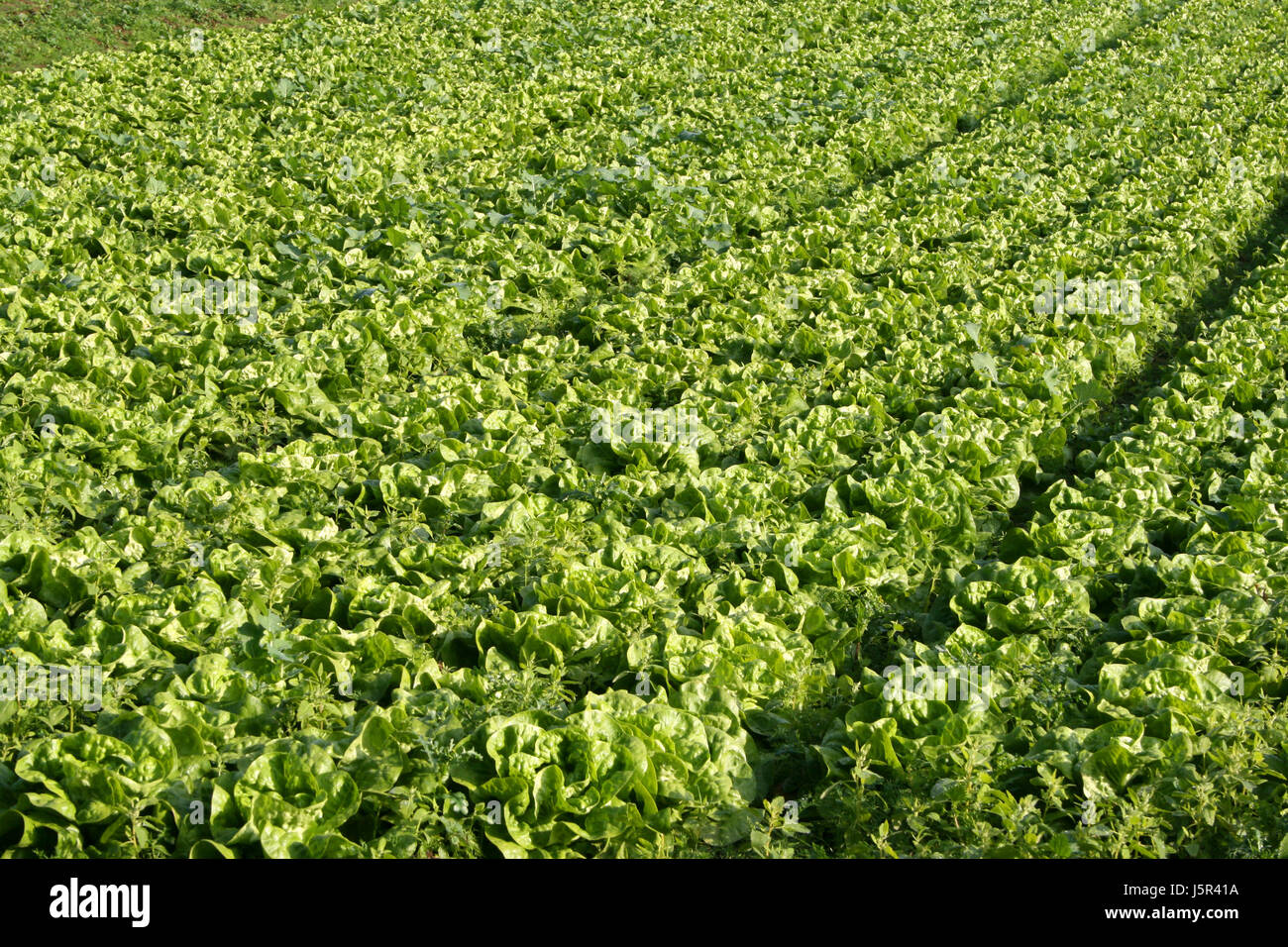 green field biological vegetable cultivation lettuce lettuce field ...
