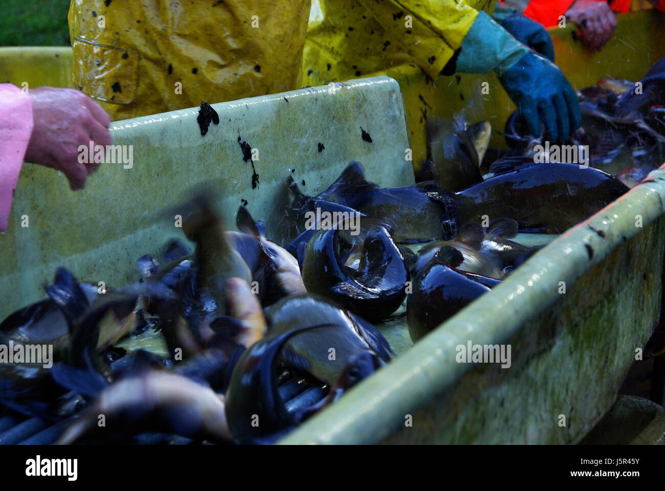 fishing out 04 Stock Photo - Alamy