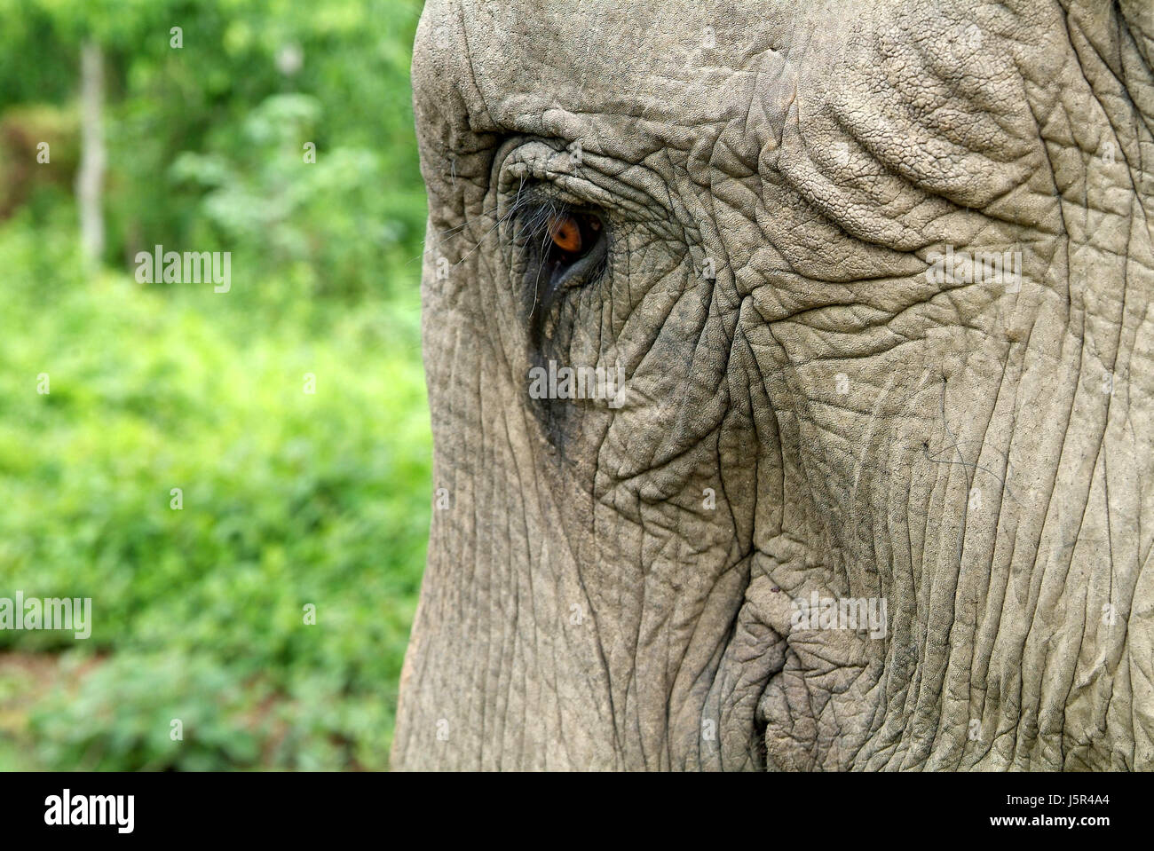 asia elephant animals eye organ skin india mammals grey gray wrinkles ...