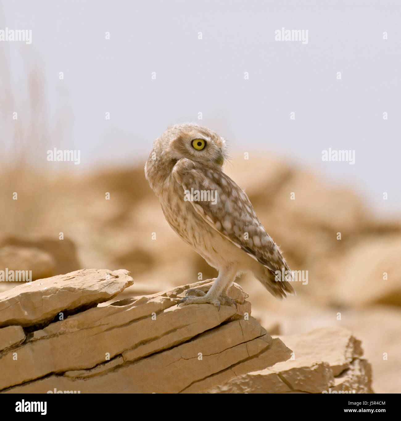 Saudi arabia desert birds hi-res stock photography and images - Alamy