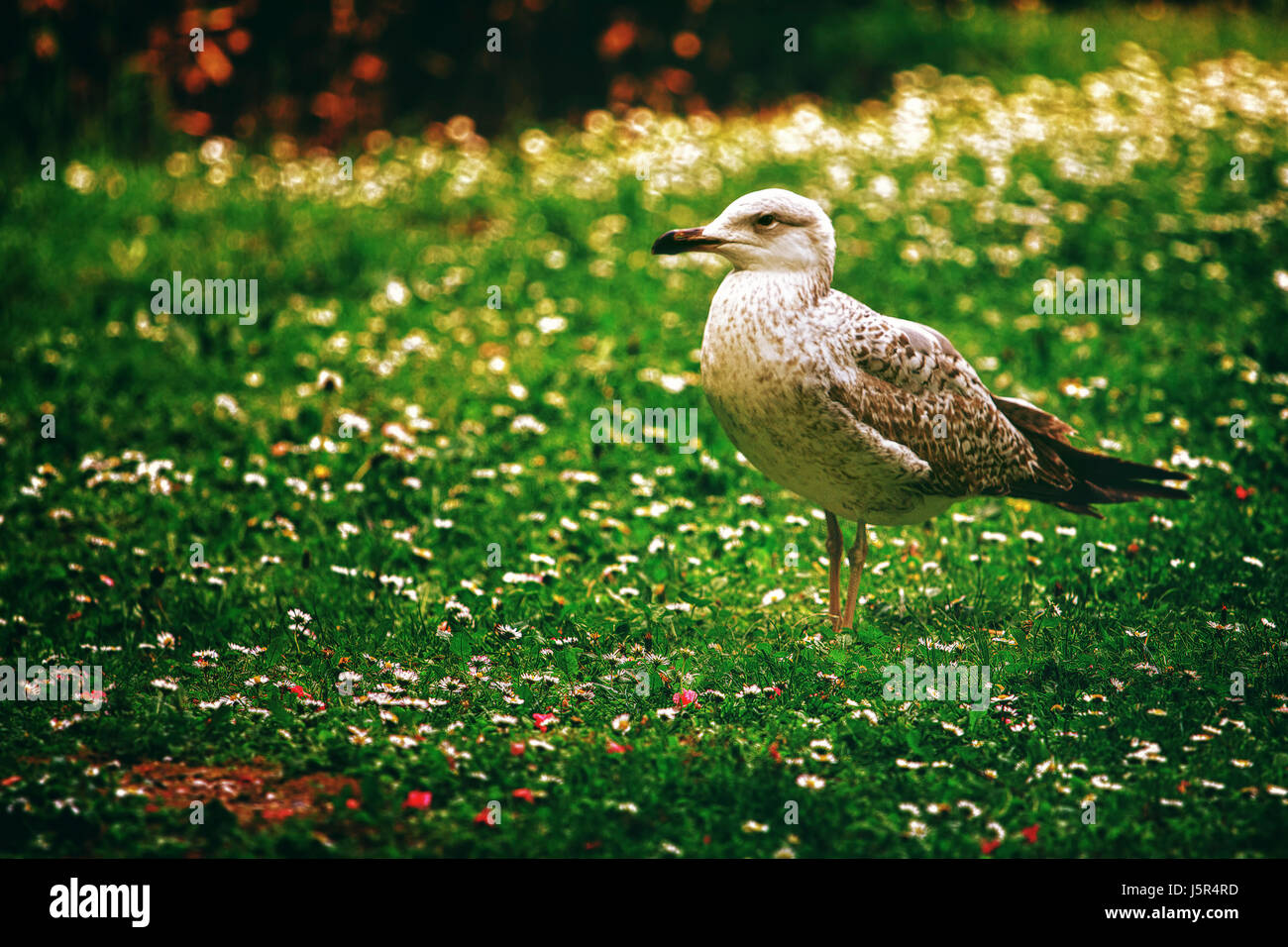 Animal and bird. Seagull on the field Stock Photo - Alamy