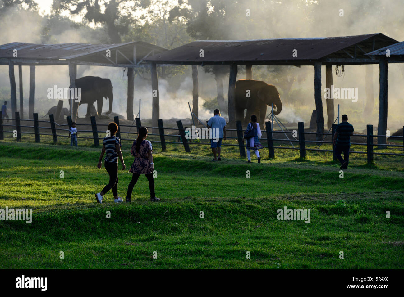 NEPAL, Terai, Chitwan Nationalpark, village Sauraha, Elephant breeding ...