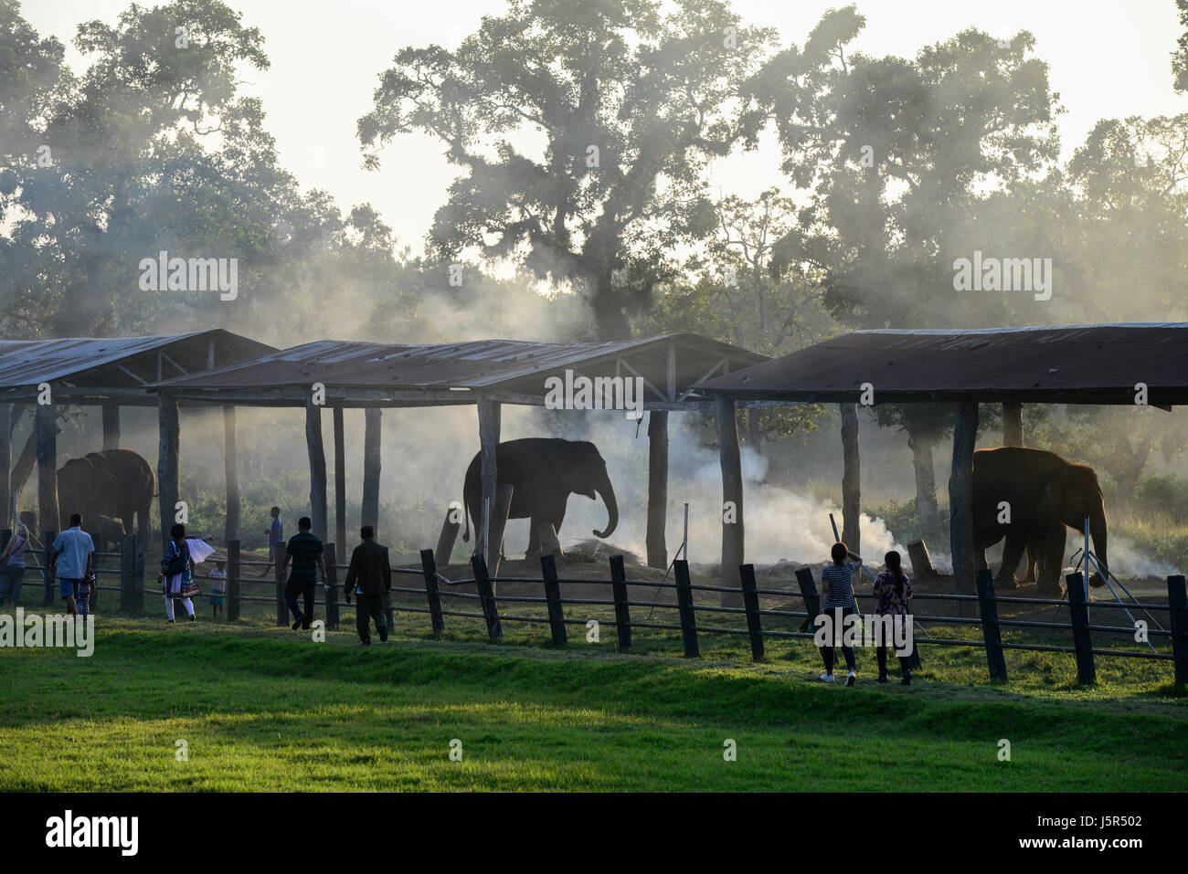 NEPAL, Terai, Chitwan Nationalpark, village Sauraha, Elephant breeding ...