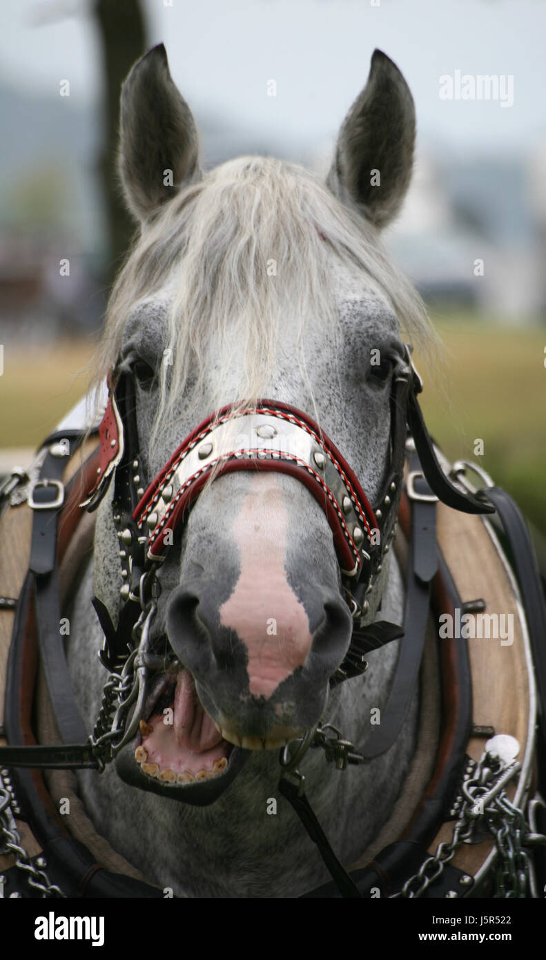 Breeding of percheron horses hi-res stock photography and images - Alamy