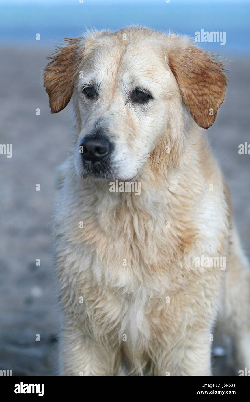 blue cold sad beach seaside the beach seashore soft look glancing see ...