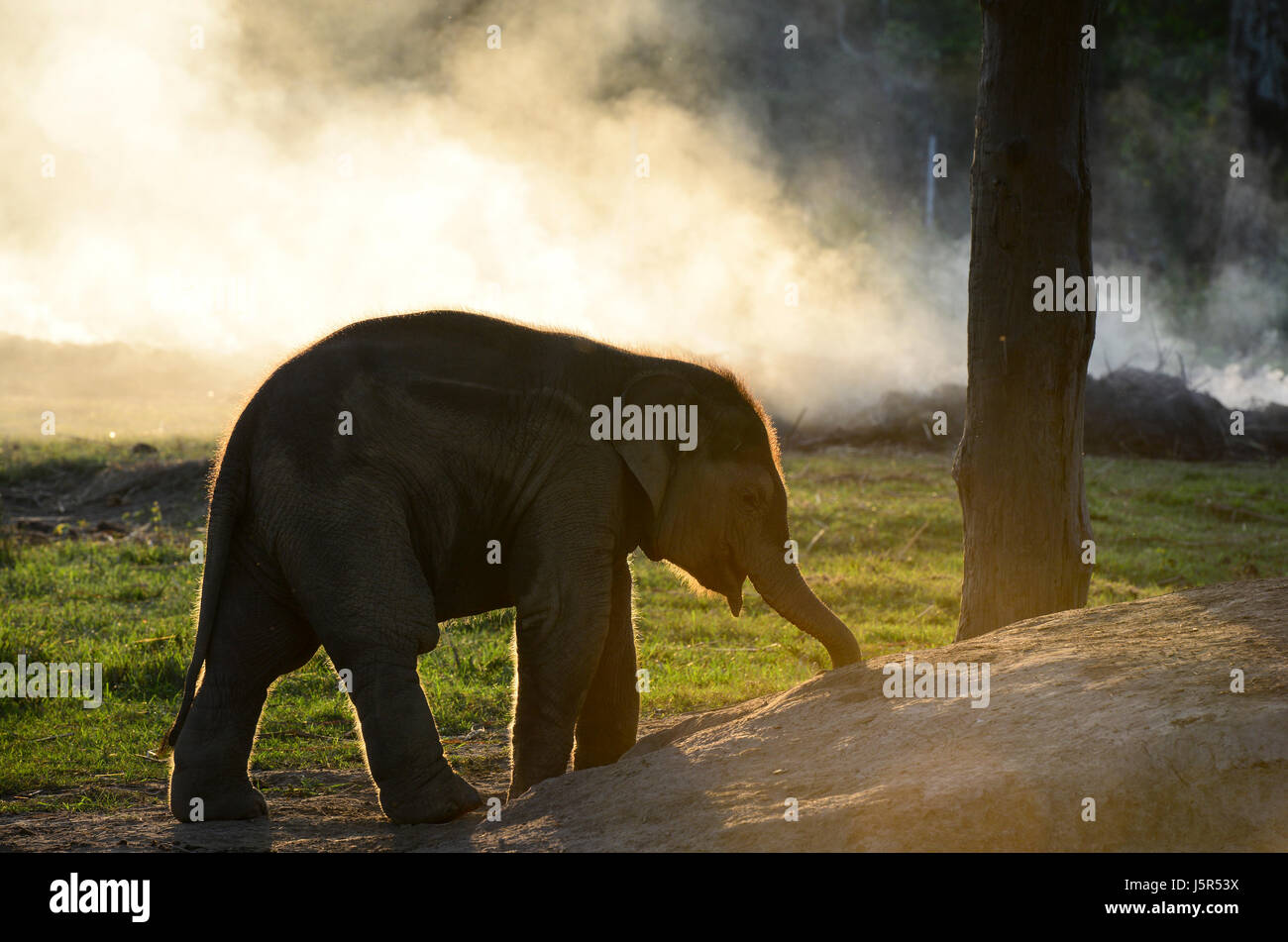NEPAL, Terai, Chitwan Nationalpark, village Sauraha, Elephant breeding ...