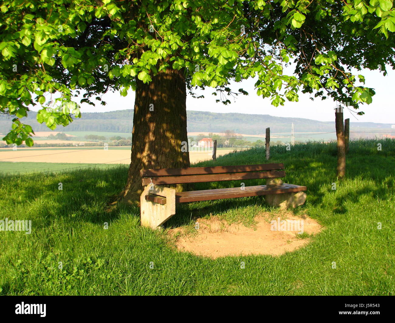 a bench under an old tree Stock Photo - Alamy