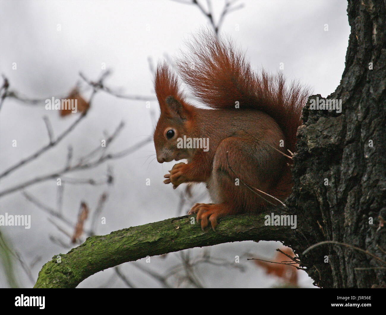 tree crouch rodent skin branch bushy tail to gorge engulf devour ...
