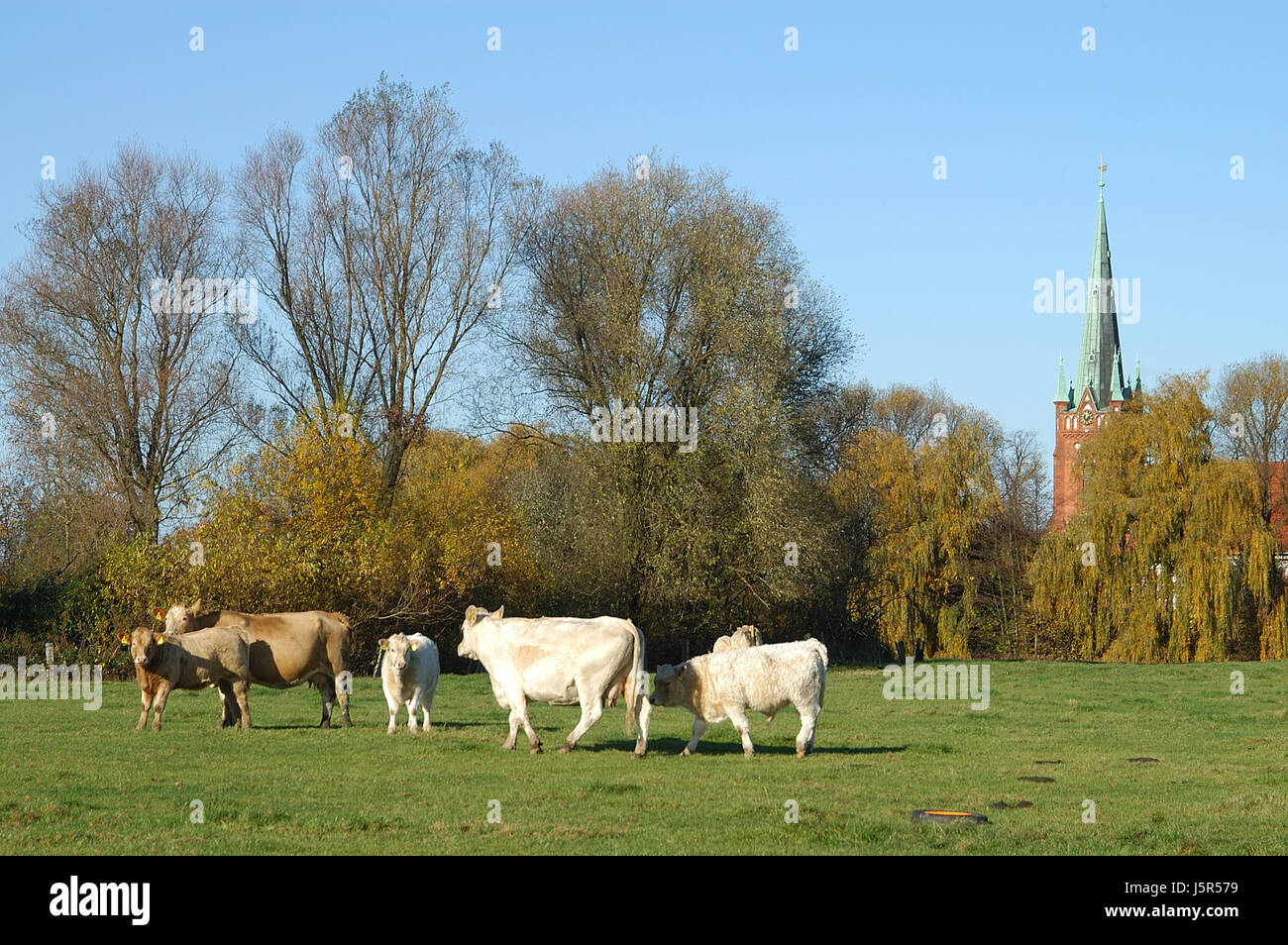 Church countryside cows cattle hi-res stock photography and images - Alamy