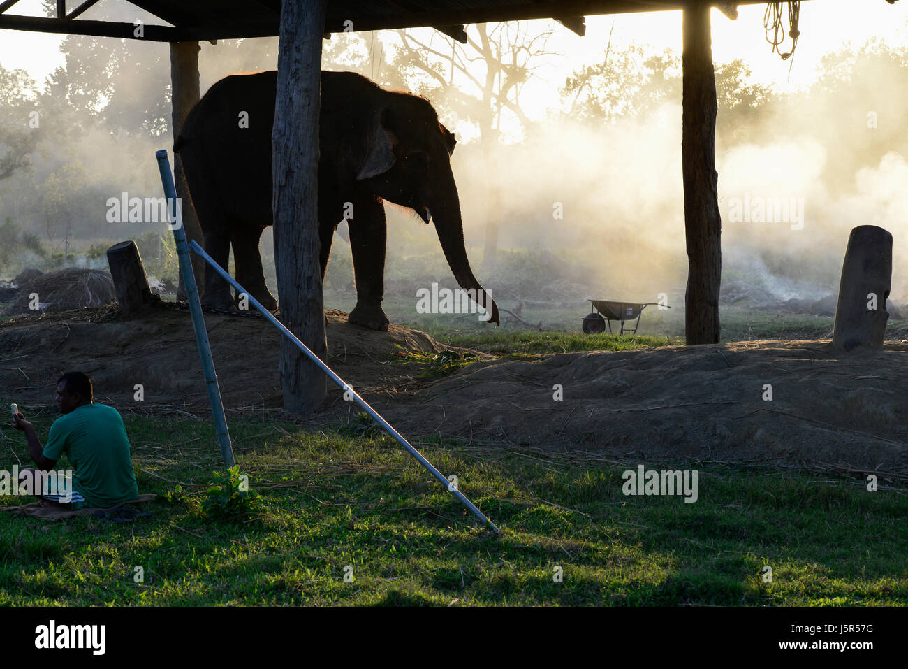 NEPAL, Terai, Chitwan Nationalpark, village Sauraha, Elephant breeding ...