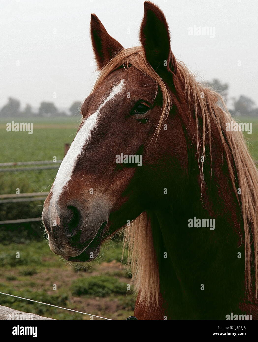 horse animal pony creature farm animal animal used for riding ...