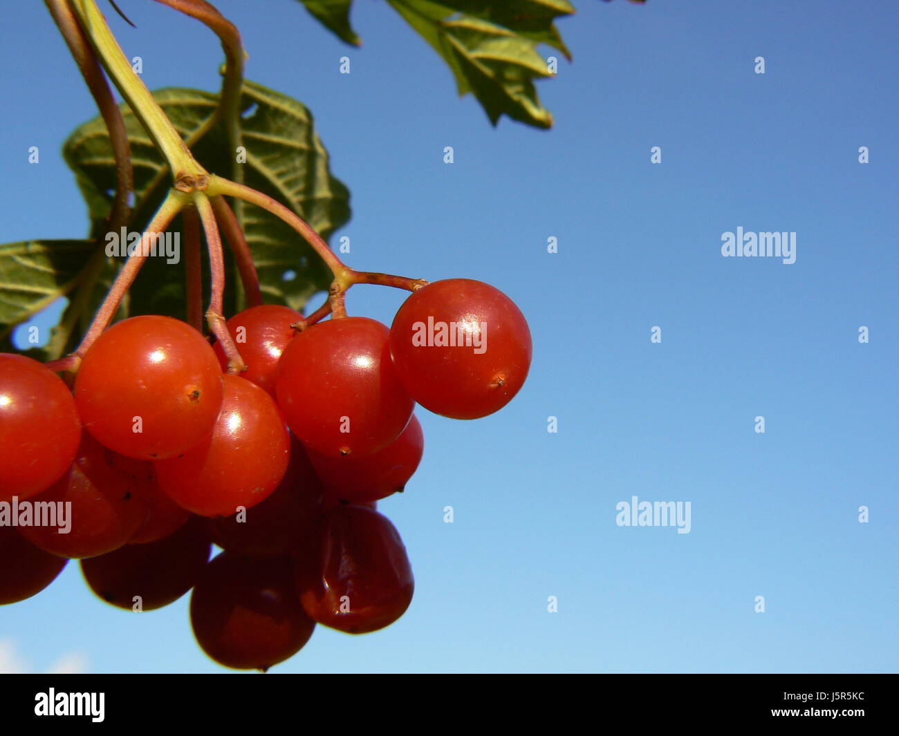 red-blue autumn - common snowball Stock Photo - Alamy