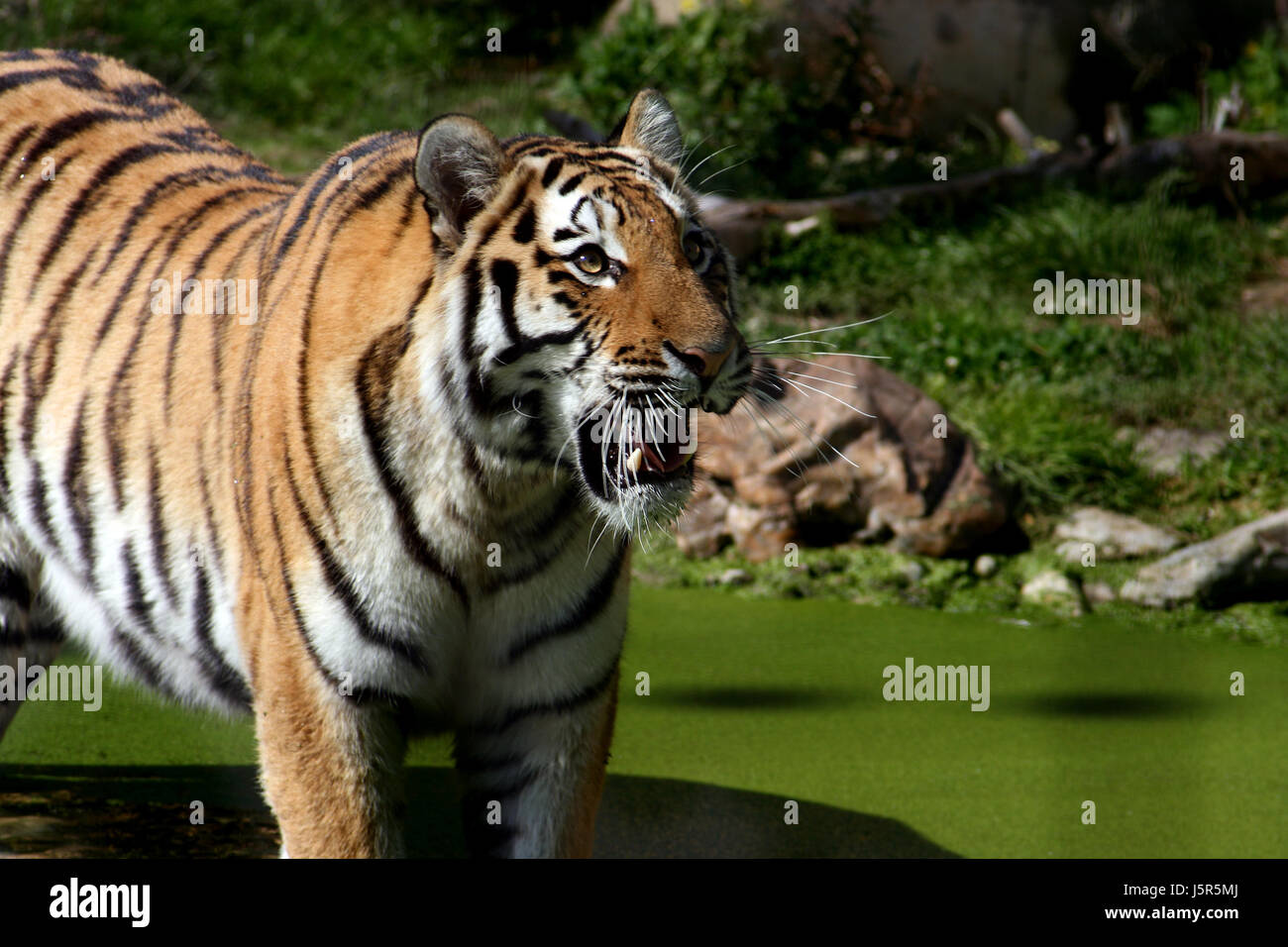 teeth big cat feline predator cat tiger predator roar moo felinely ...