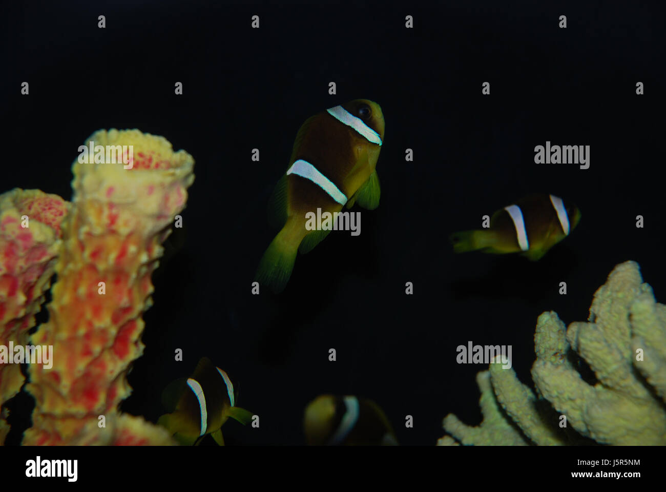 fish striated creature pisces tropical salt water sea ocean water ...