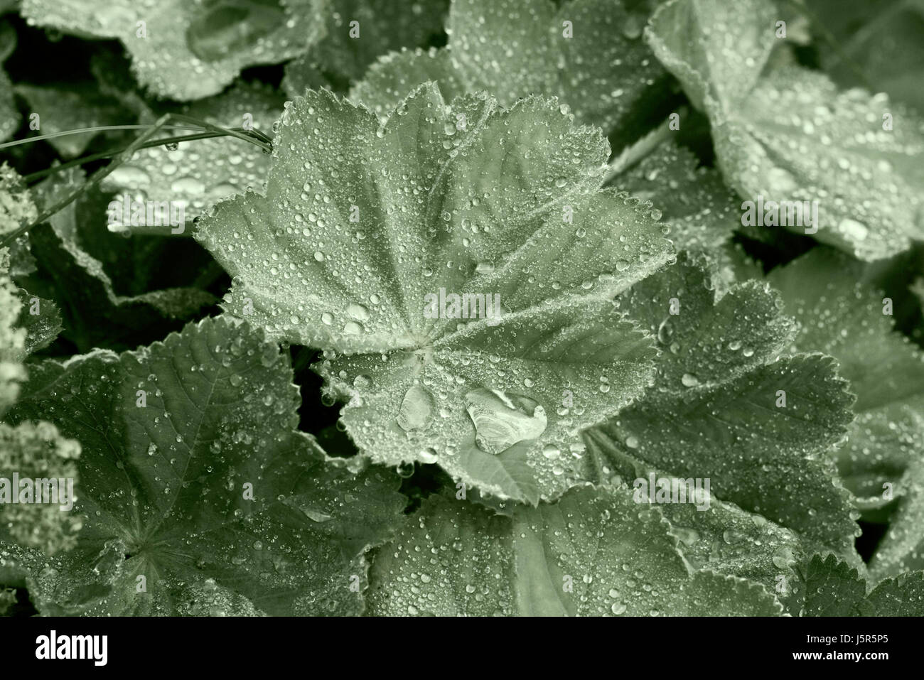 plant green bw black swarthy jetblack deep black blank european ...