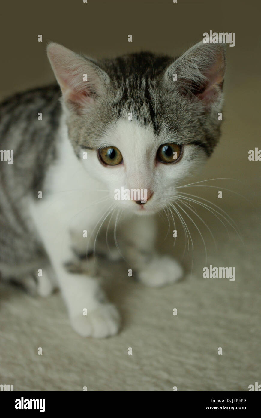 at home animal pet curious nosey nosy watchful skin cat eyes cuddle ...