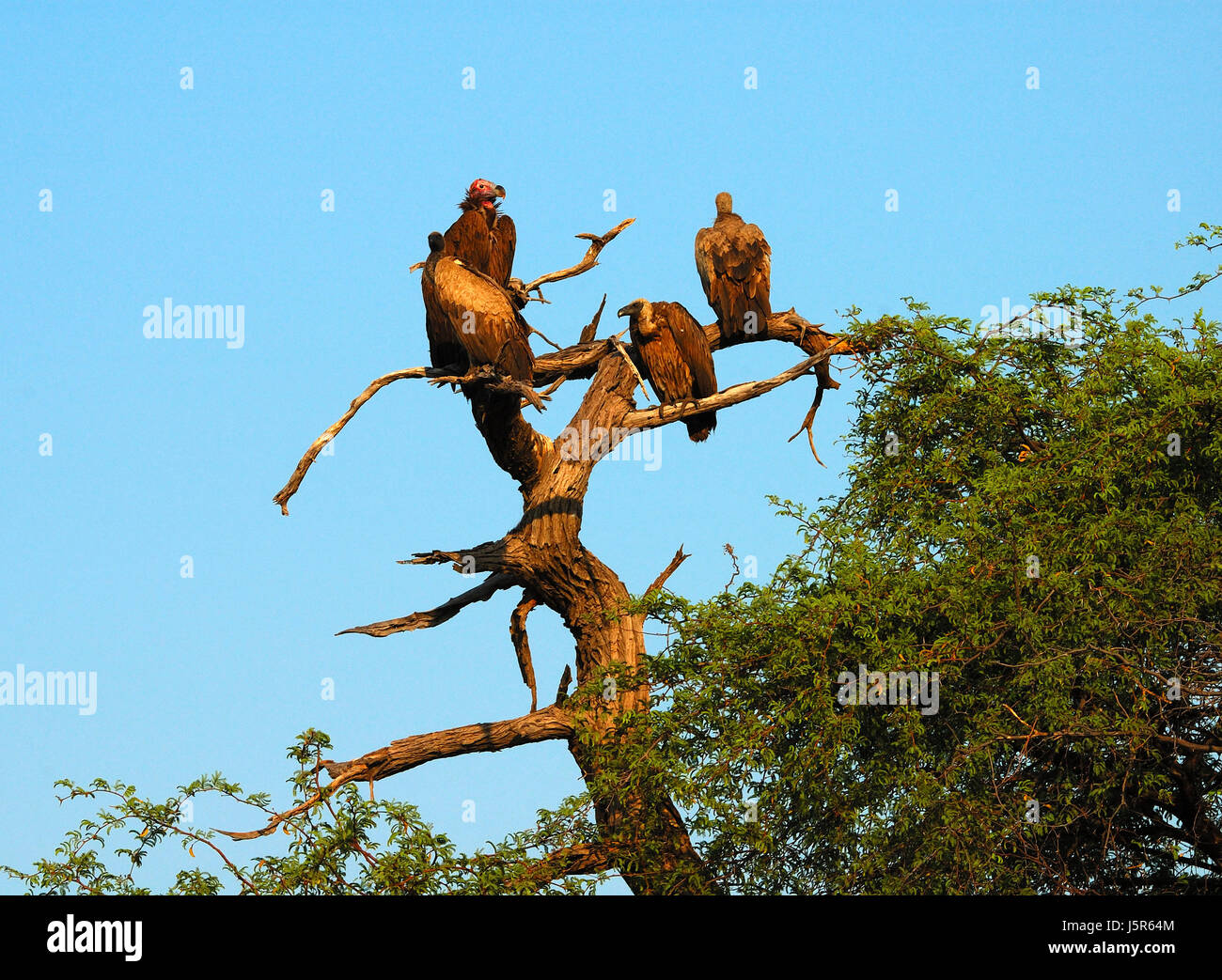 wait waiting tree animal bird africa animals birds time raptor birds of ...